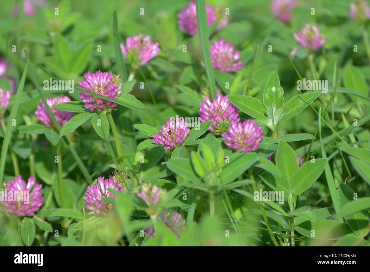 Clover varieties hi-res stock photography and images - Alamy