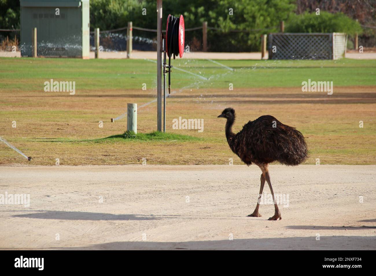 Oiseau australien hi-res stock photography and images - Alamy
