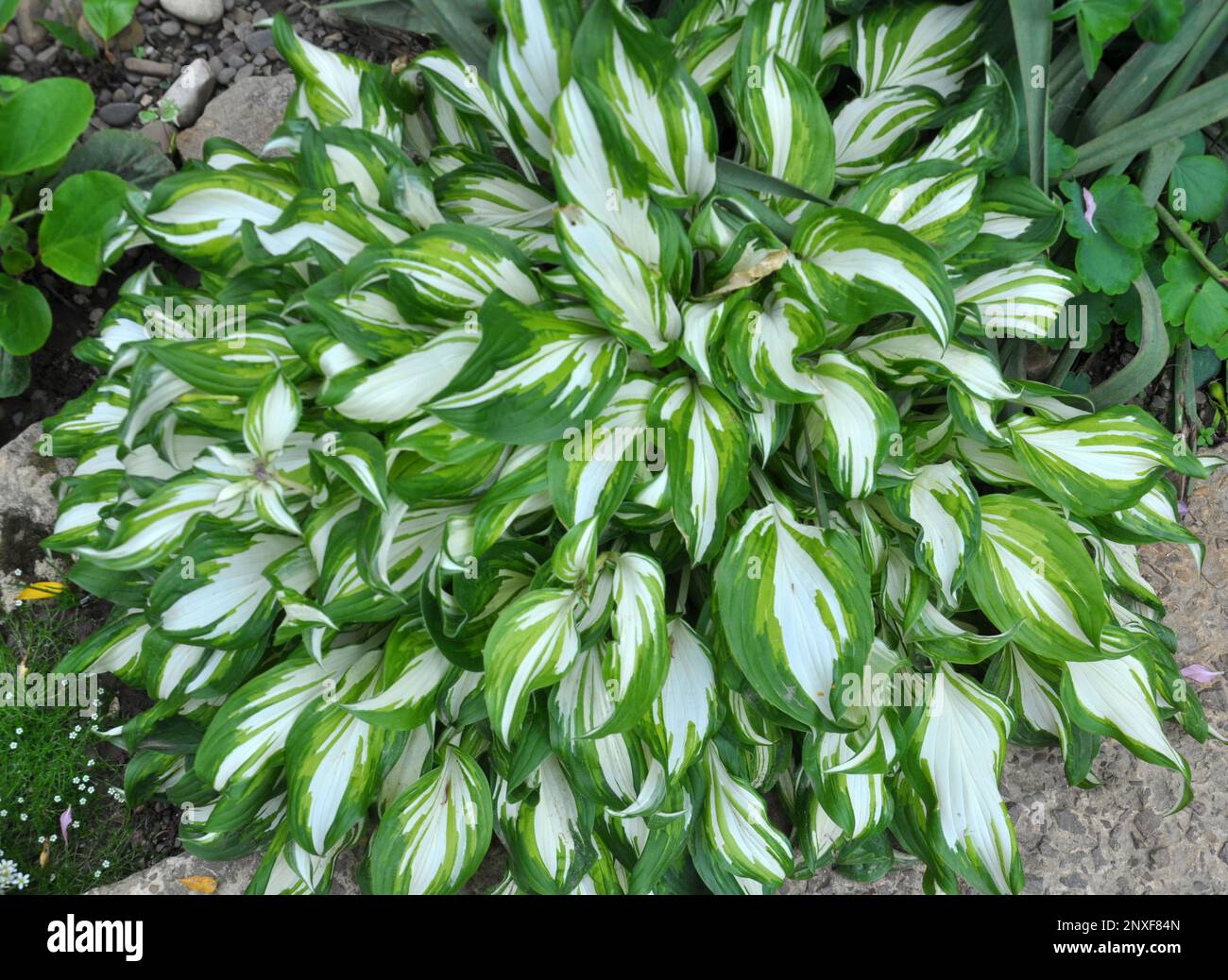 Hosta in greenery hi-res stock photography and images - Alamy