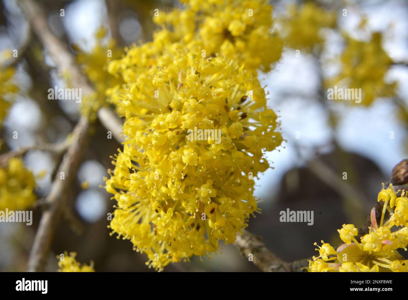 In spring cornel is real (Cornus mas) blooms in the wild Stock Photo ...