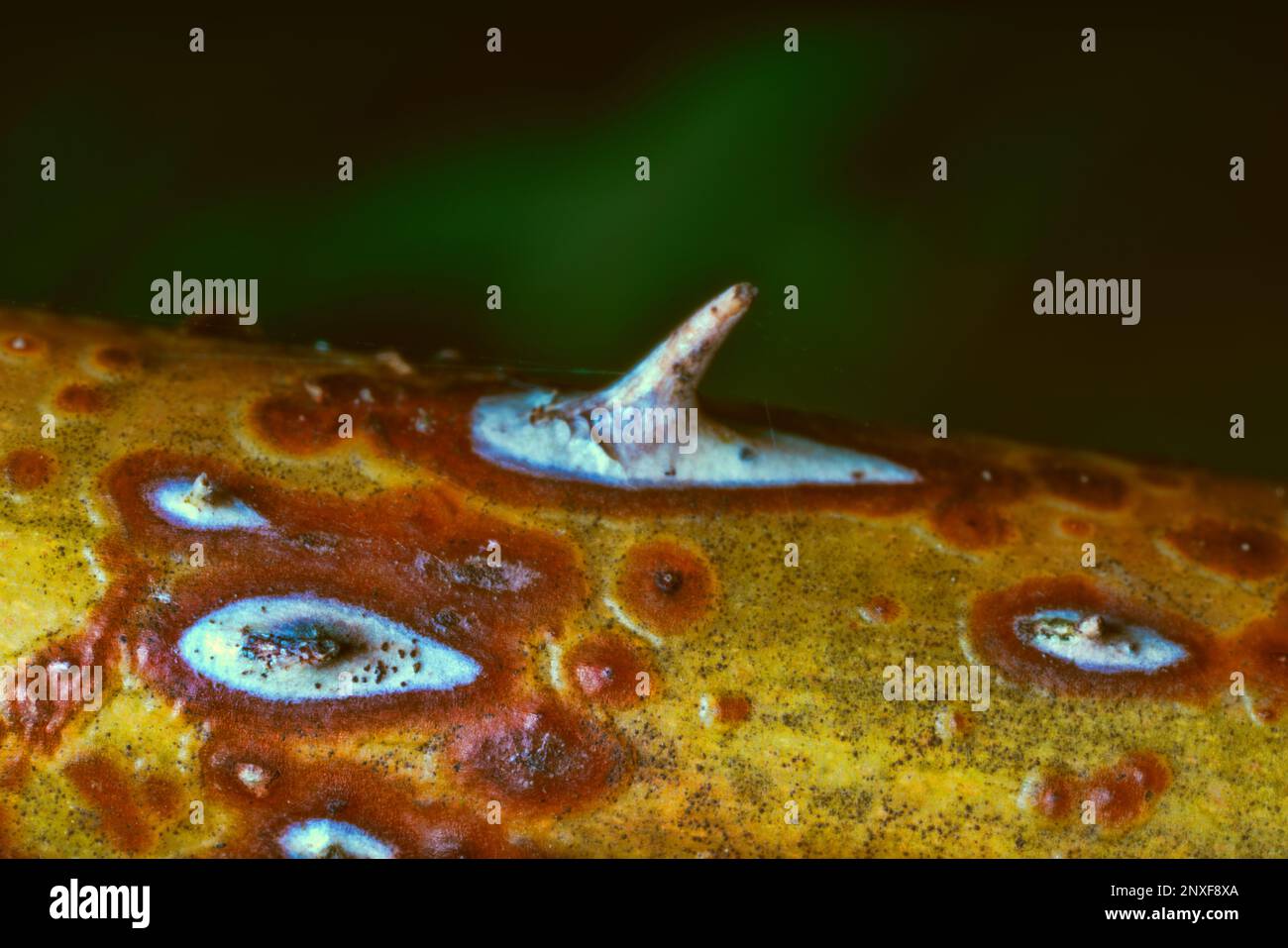 Prickly plants in the undergrowth of the northern forest. Rosehip ...