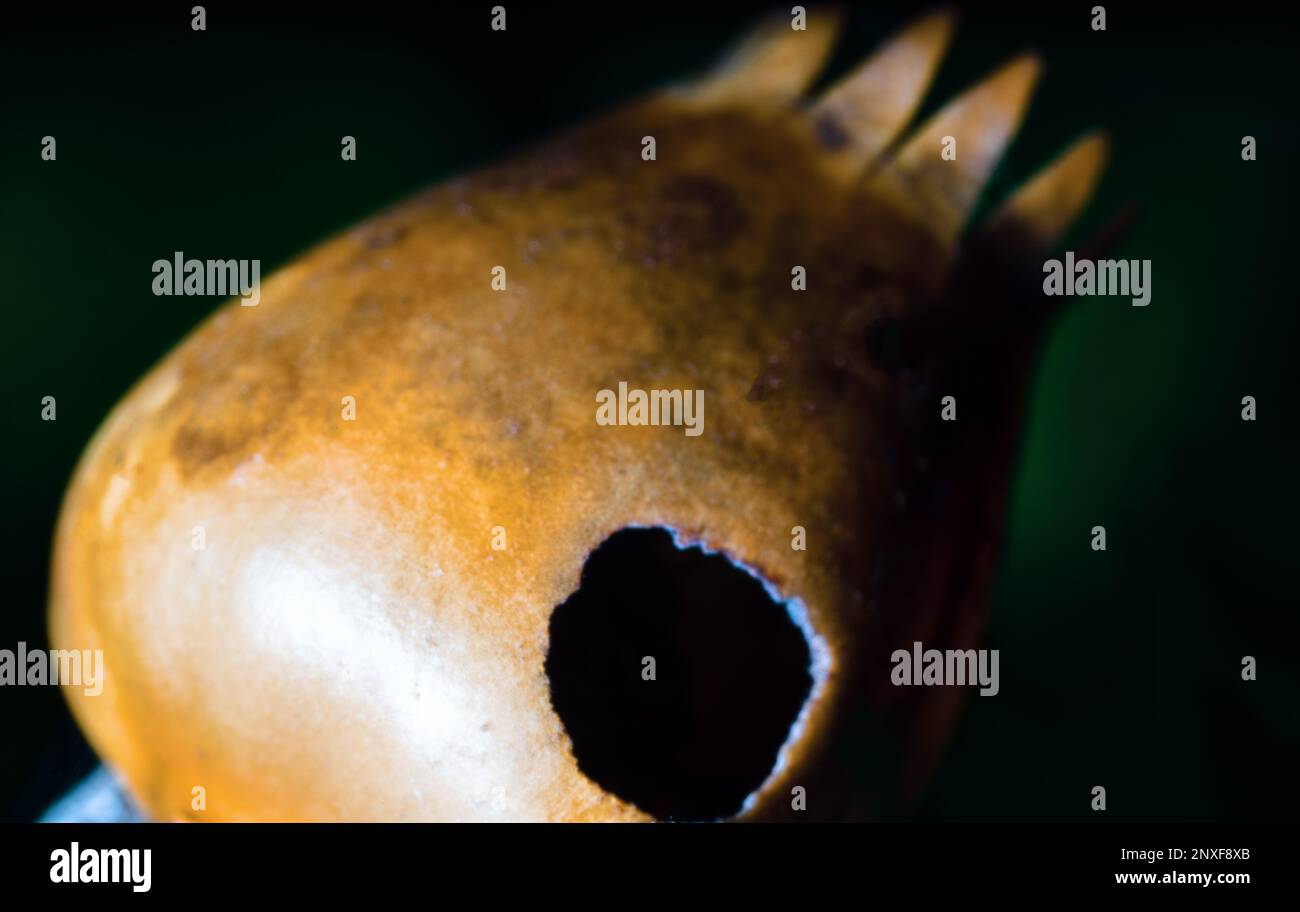 Plant pests. The fruit box (seed vessel) is gnawed by insects the seeds ...