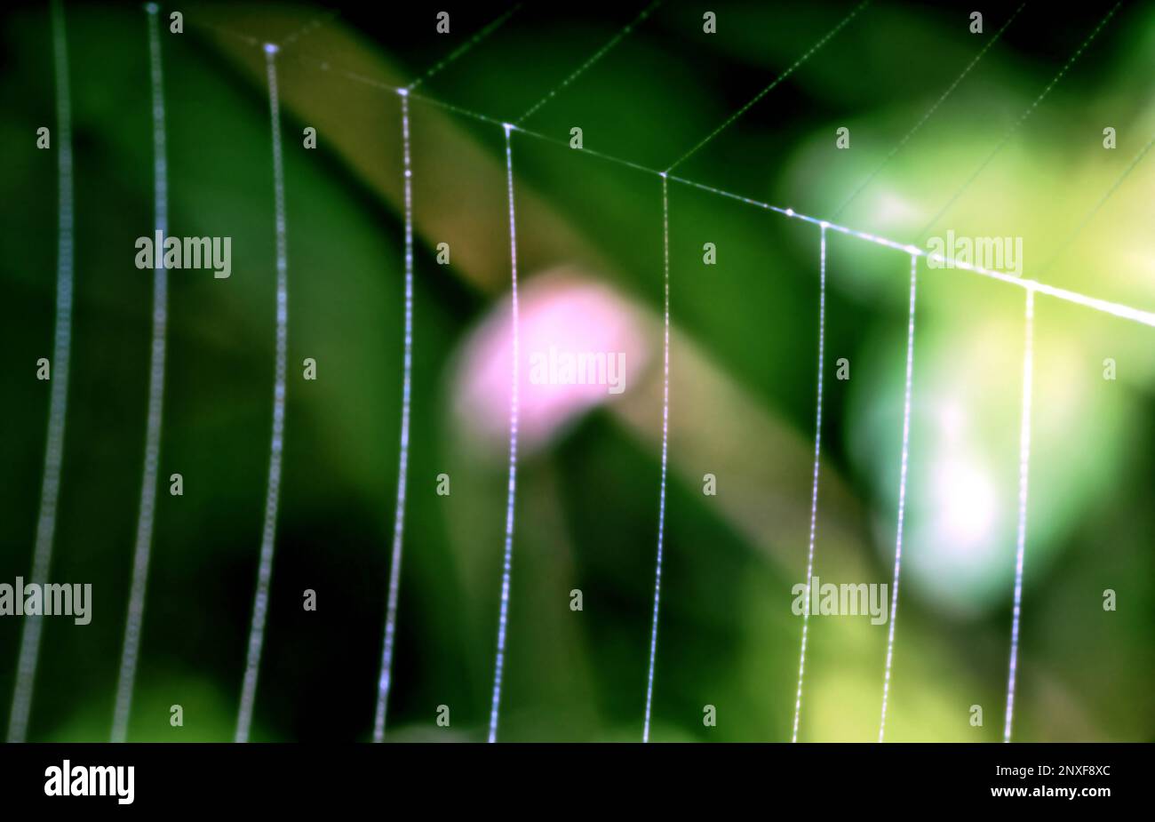 The fine strings of the web are visible thanks to the dew. Ultra macro ...