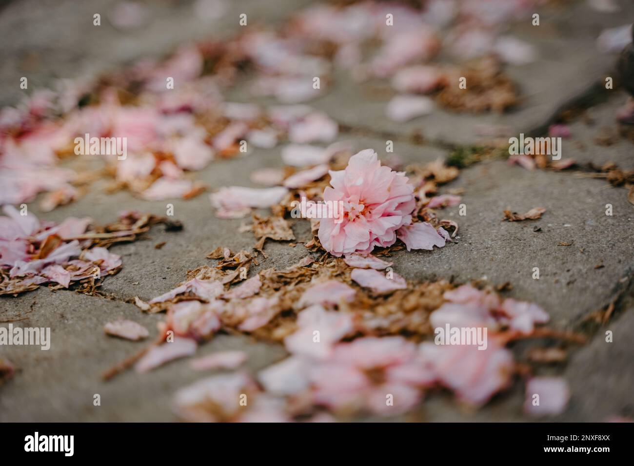 Cherry blossom petals fall on the ground. Cherry blossom background ...