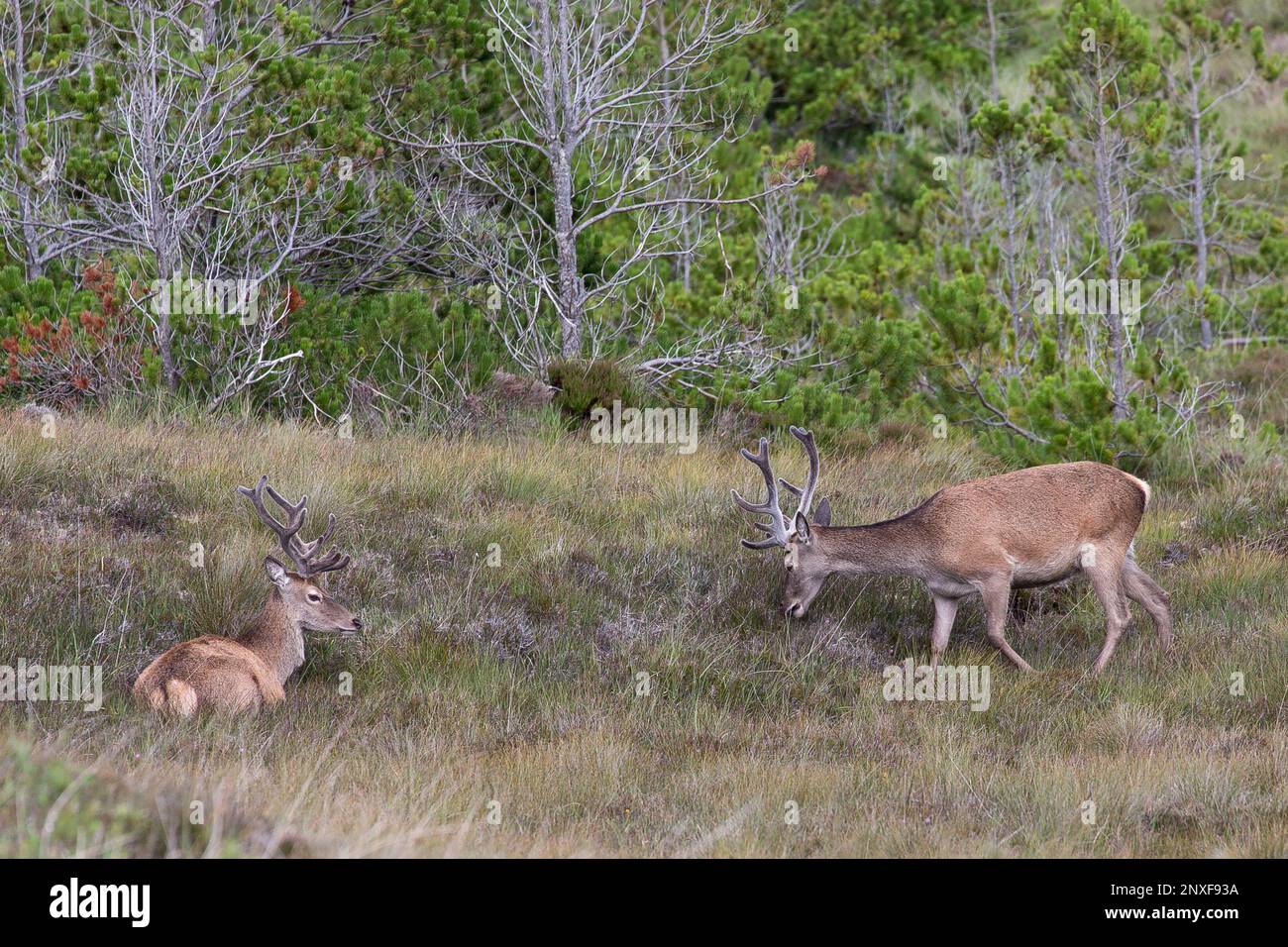 Red Deer Stags in Bogland, Lewis, Isle of Lewis, Hebrides, Outer ...