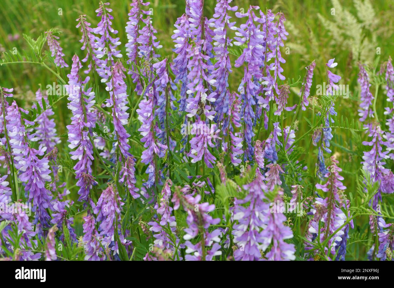 Thin-leaved peas (Vicia tenuifolia) blooms in the meadow in the wild ...