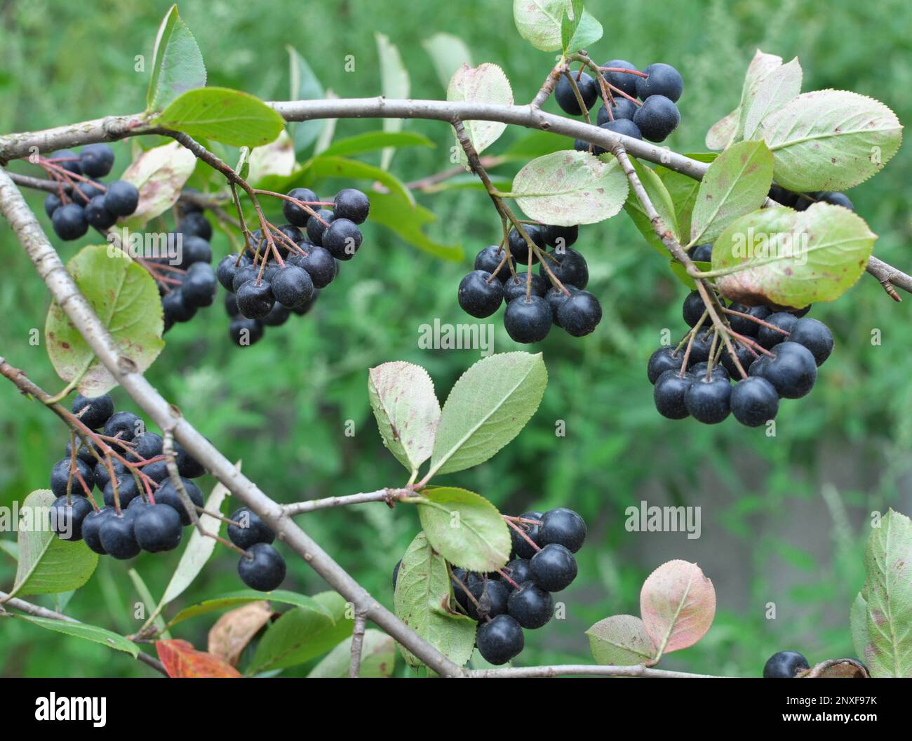 Black chokeberry aronia melanocarpa hi-res stock photography and images - Alamy