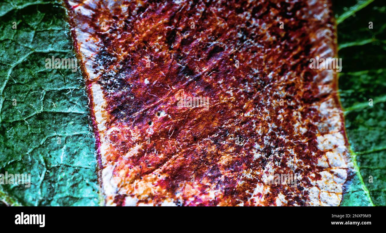 Diseases of plants. A patient infected with pests leaves. Ultra macro ...
