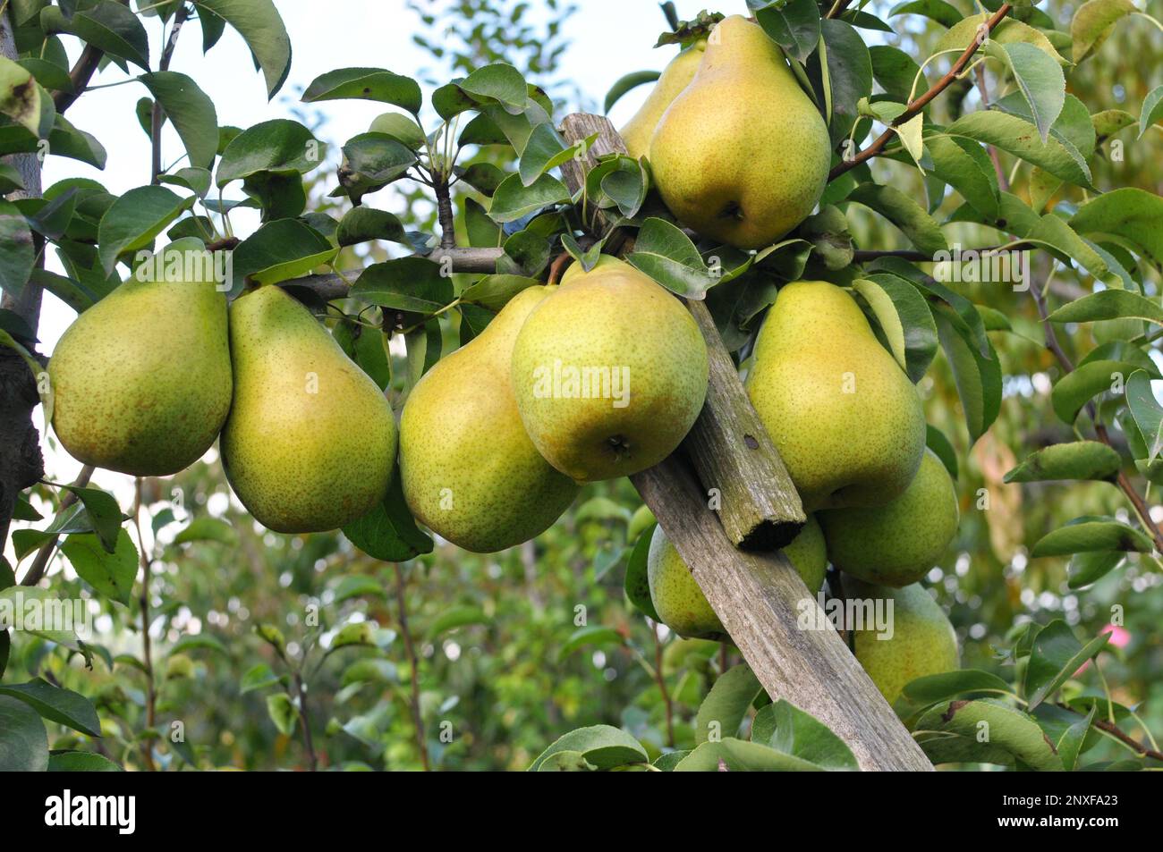 In the orchard, pears ripen on the tree branch Stock Photo - Alamy