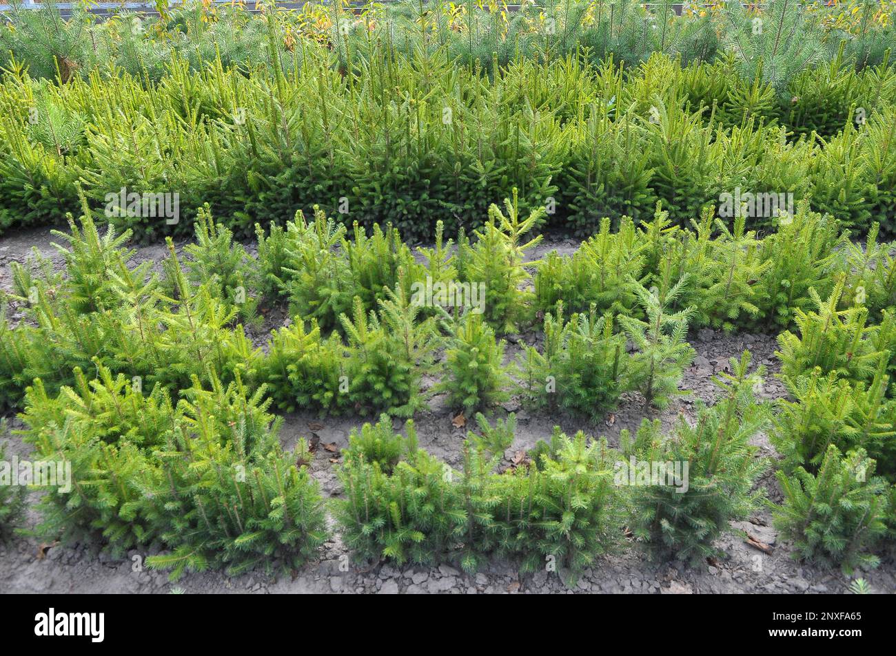 Forest tree seedlings are grown in the nursery Stock Photo - Alamy