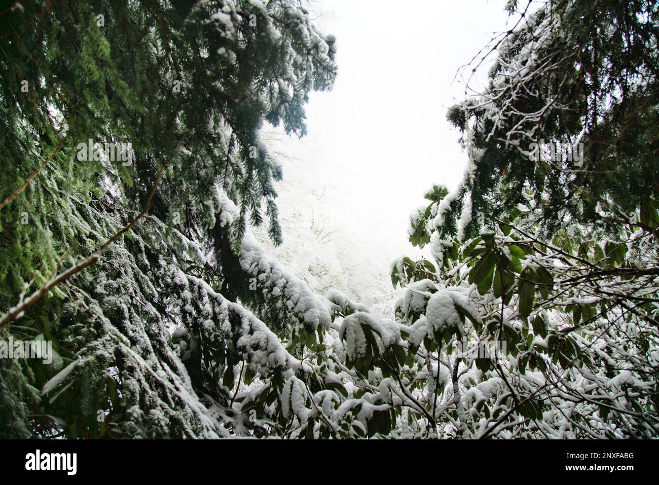 Snow on evergreen foliage. Rhododendron in winter. The subtropical ...