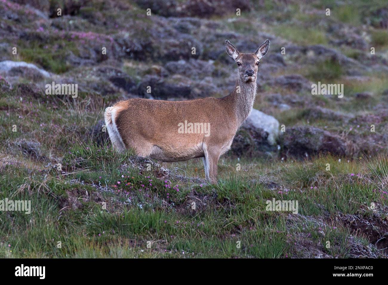 Scottish red deer hi-res stock photography and images - Alamy