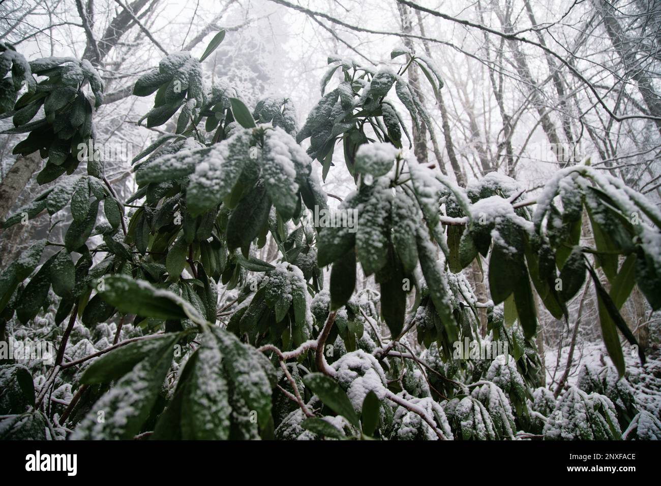 Snow on evergreen foliage. Rhododendron in winter. The subtropical ...