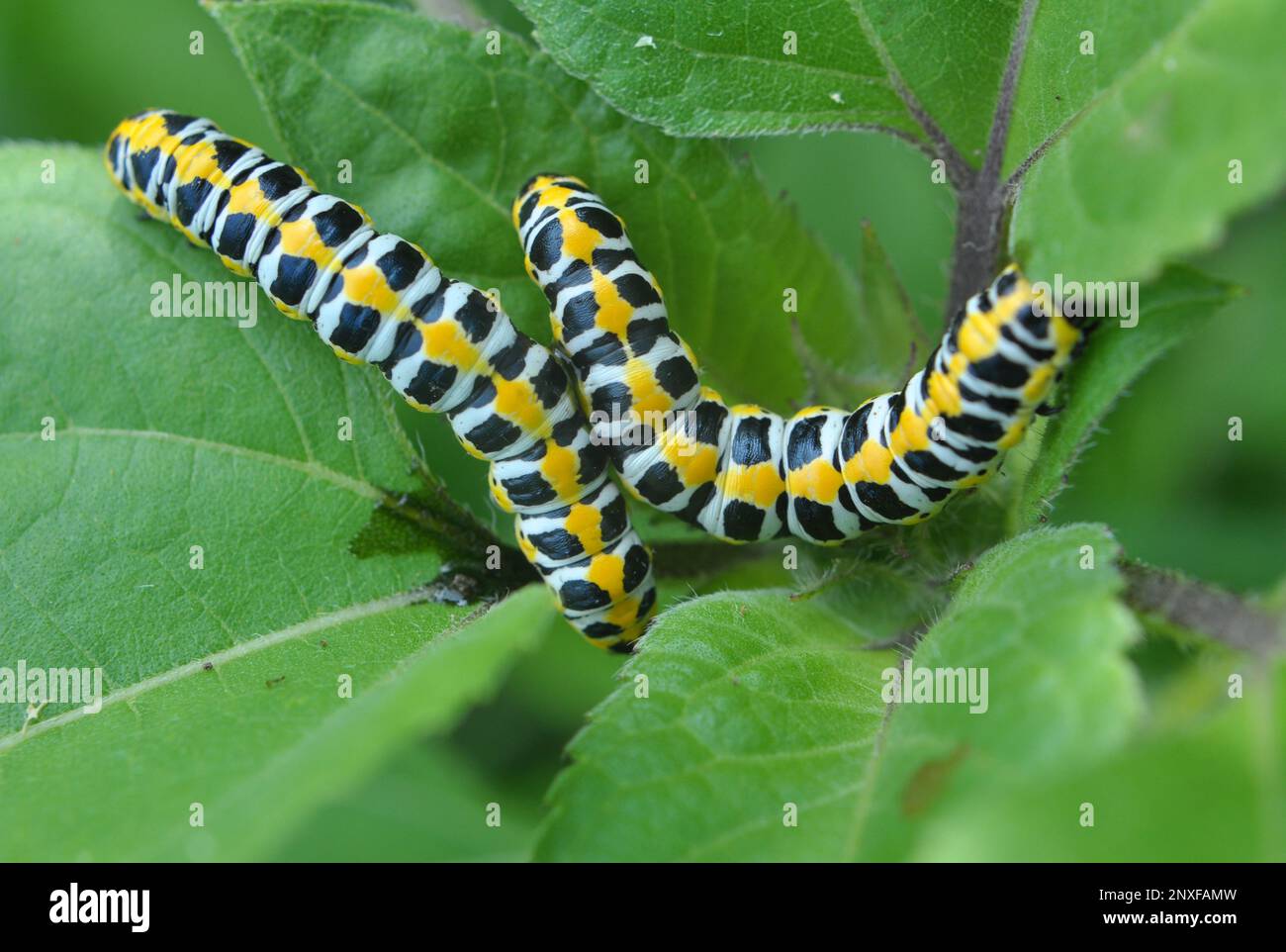 In the wild on the plant caterpillars butterfly Cucullia (Cucullia ...