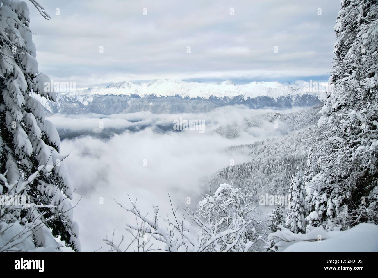 Snow-covered mountain forest. After heavy snowfall. Clouds covered the ...