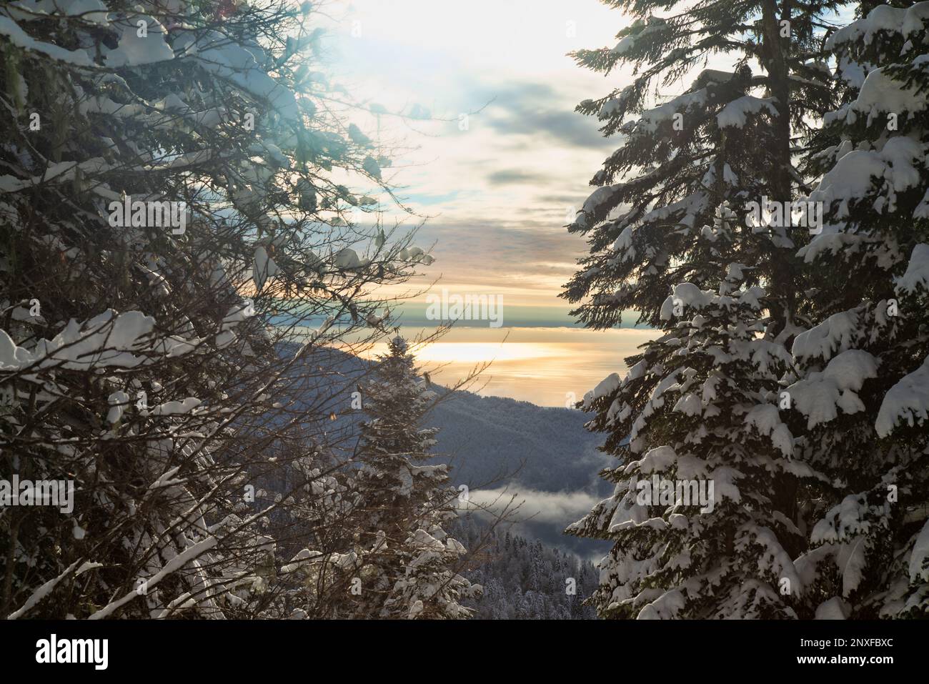 Refinement of taste hi-res stock photography and images - Alamy