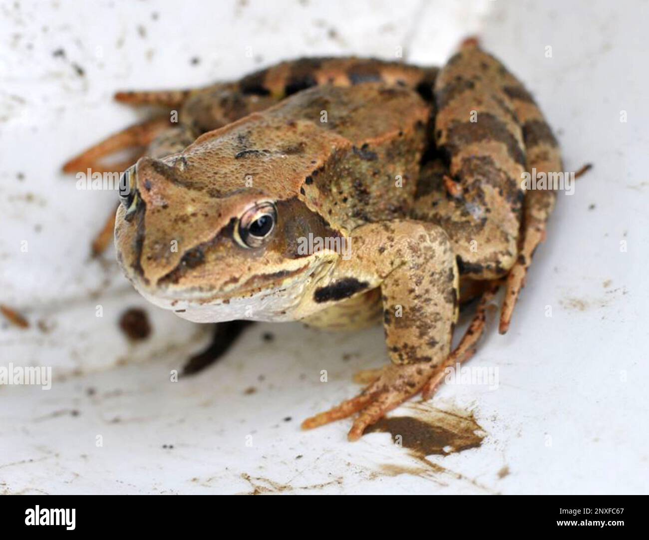 Grass frog hi-res stock photography and images - Alamy