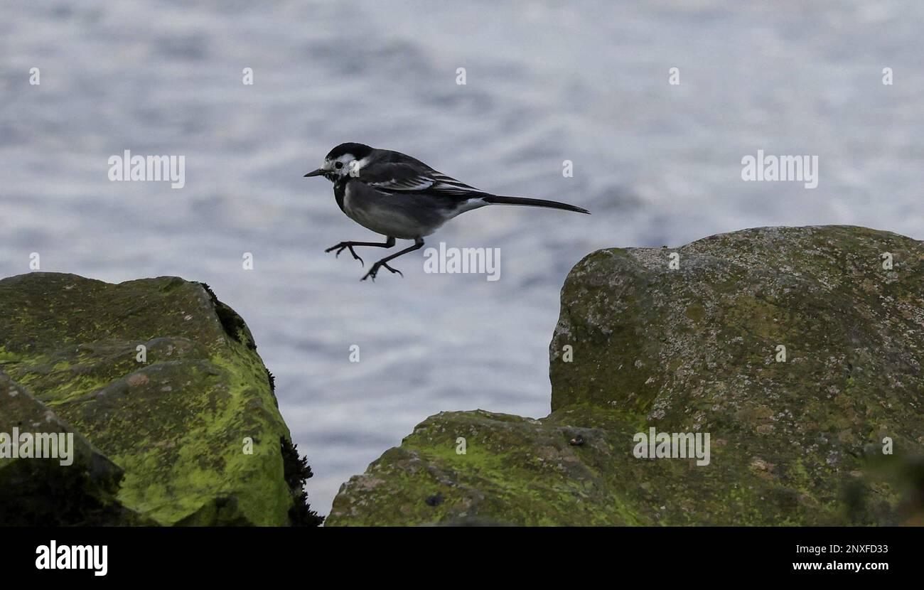Kinnego, Lough Neagh, County Armagh, Northern Ireland, UK. 01 Mar 2023 ...