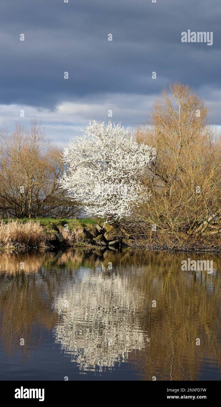 Kinnego, Lough Neagh, County Armagh, Northern Ireland, UK. 01 Mar 2023 ...