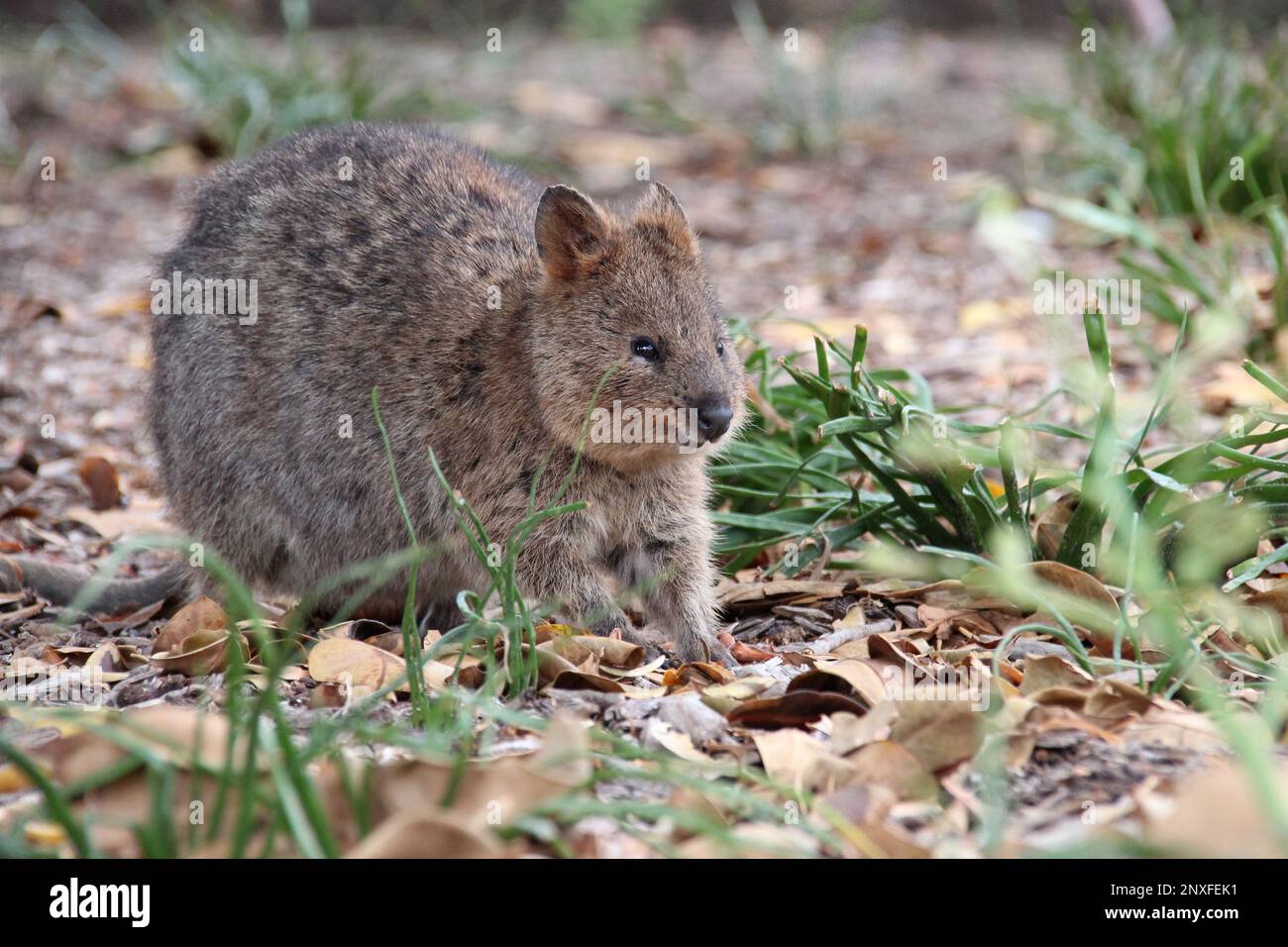 quokka at rottnest island (australia Stock Photo - Alamy