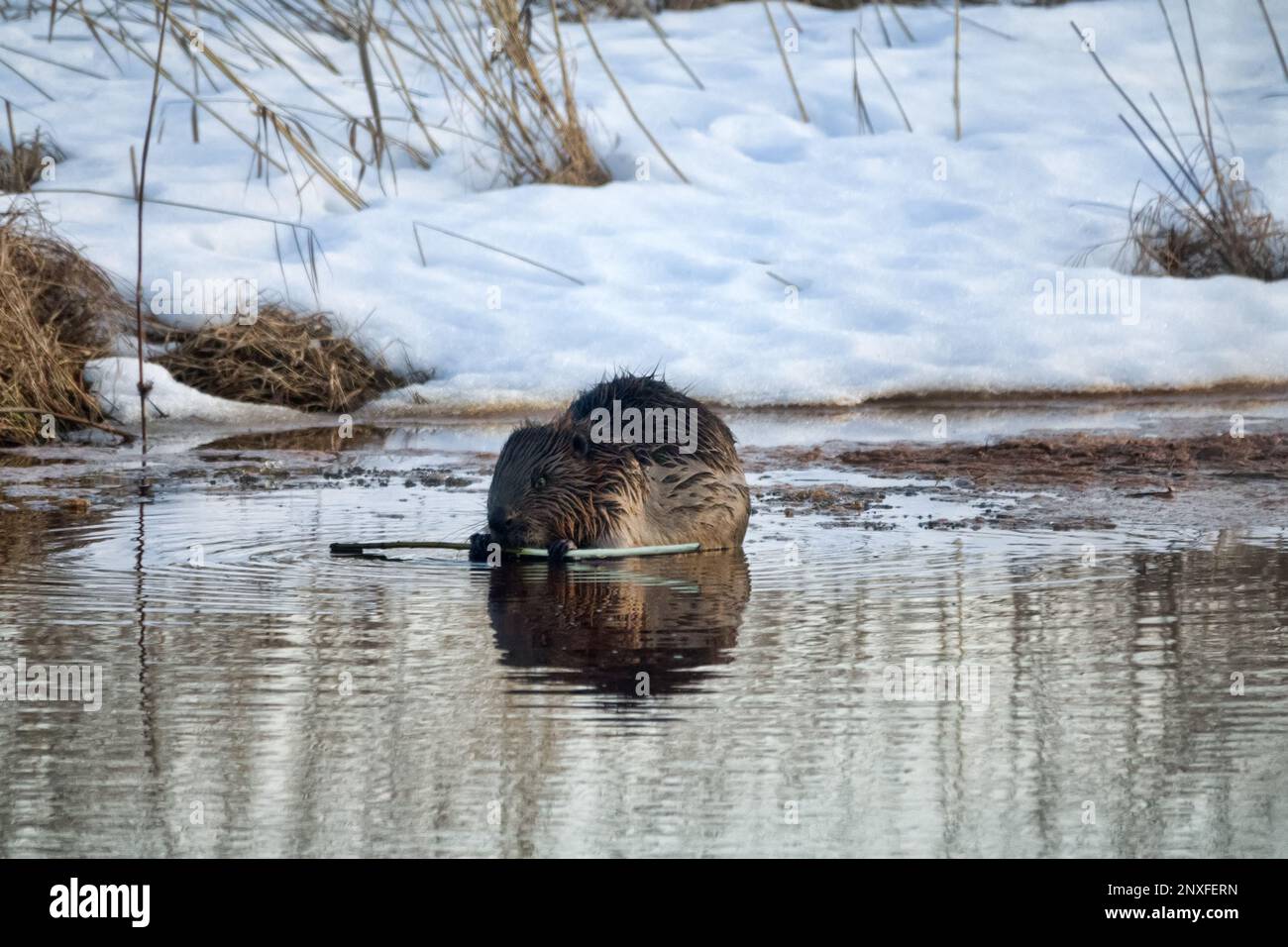 Spring activity of Eurasian beaver after coming out from under the ice ...