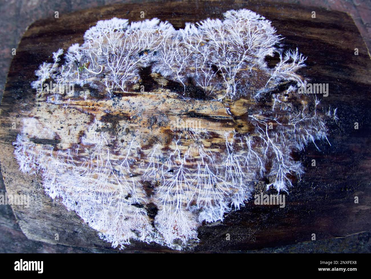 Rhizomorphic mycelium long cord-like plexuses of fungal filaments ...