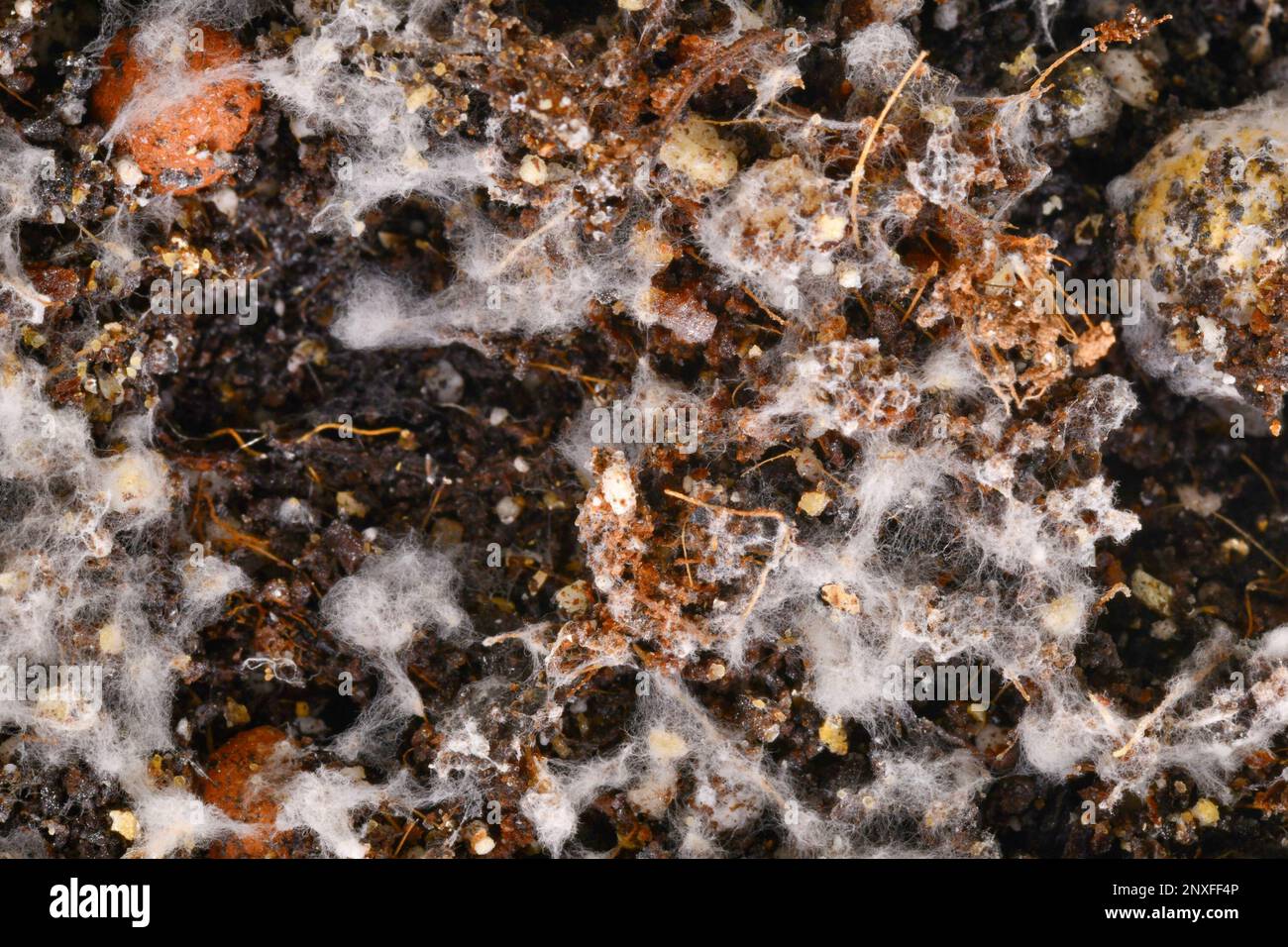 White fungal mold in flower pot in houseplant soil Stock Photo - Alamy