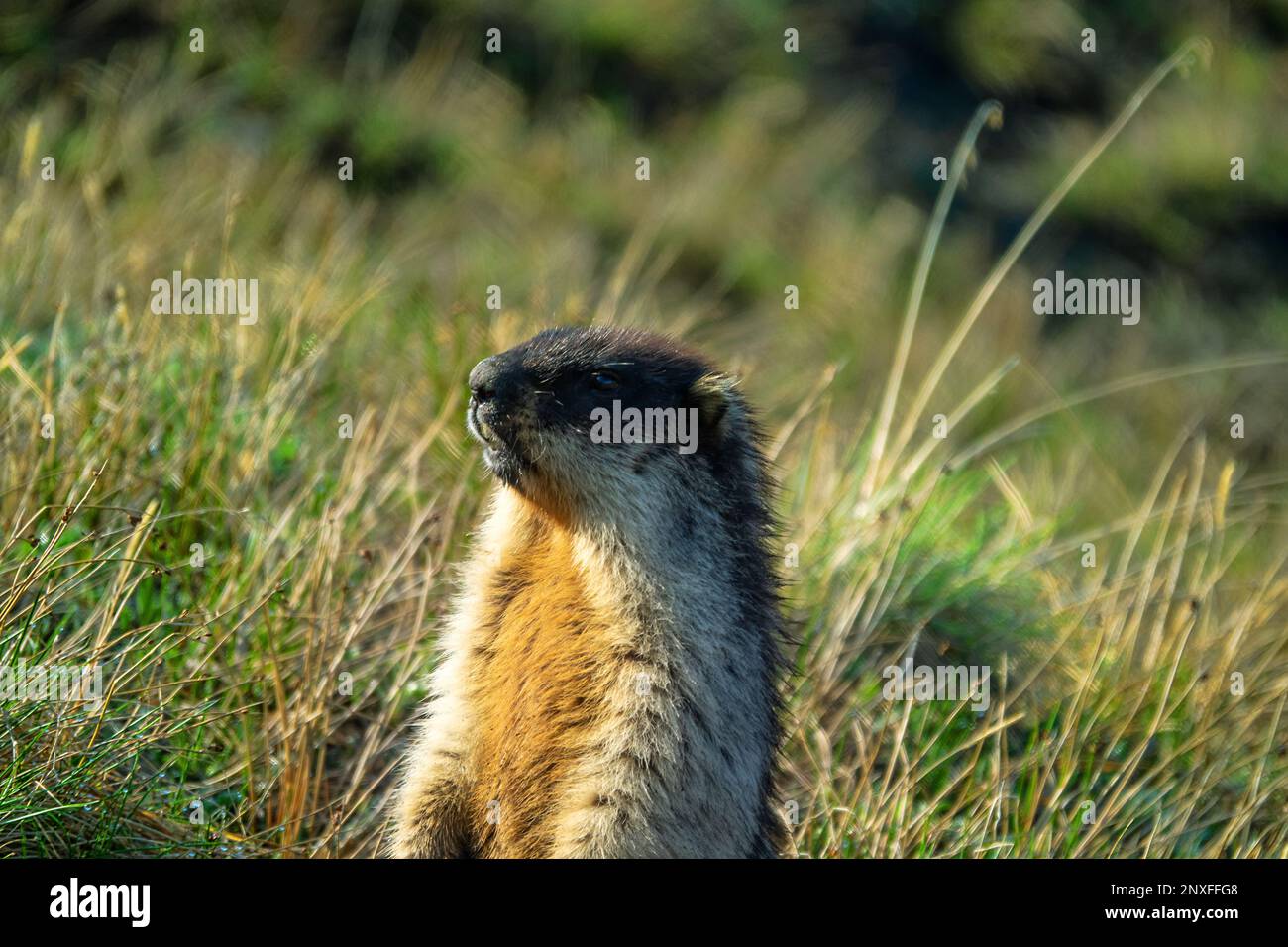 Black-capped marmot (Marmota camtschatica) in Kamchatka it lives on ...