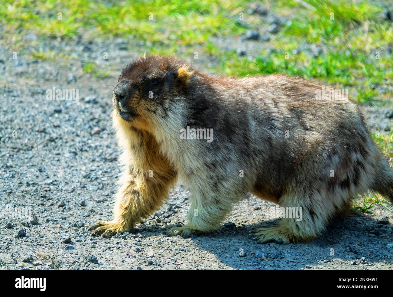 Black-capped marmot (Marmota camtschatica) in Kamchatka it lives on ...