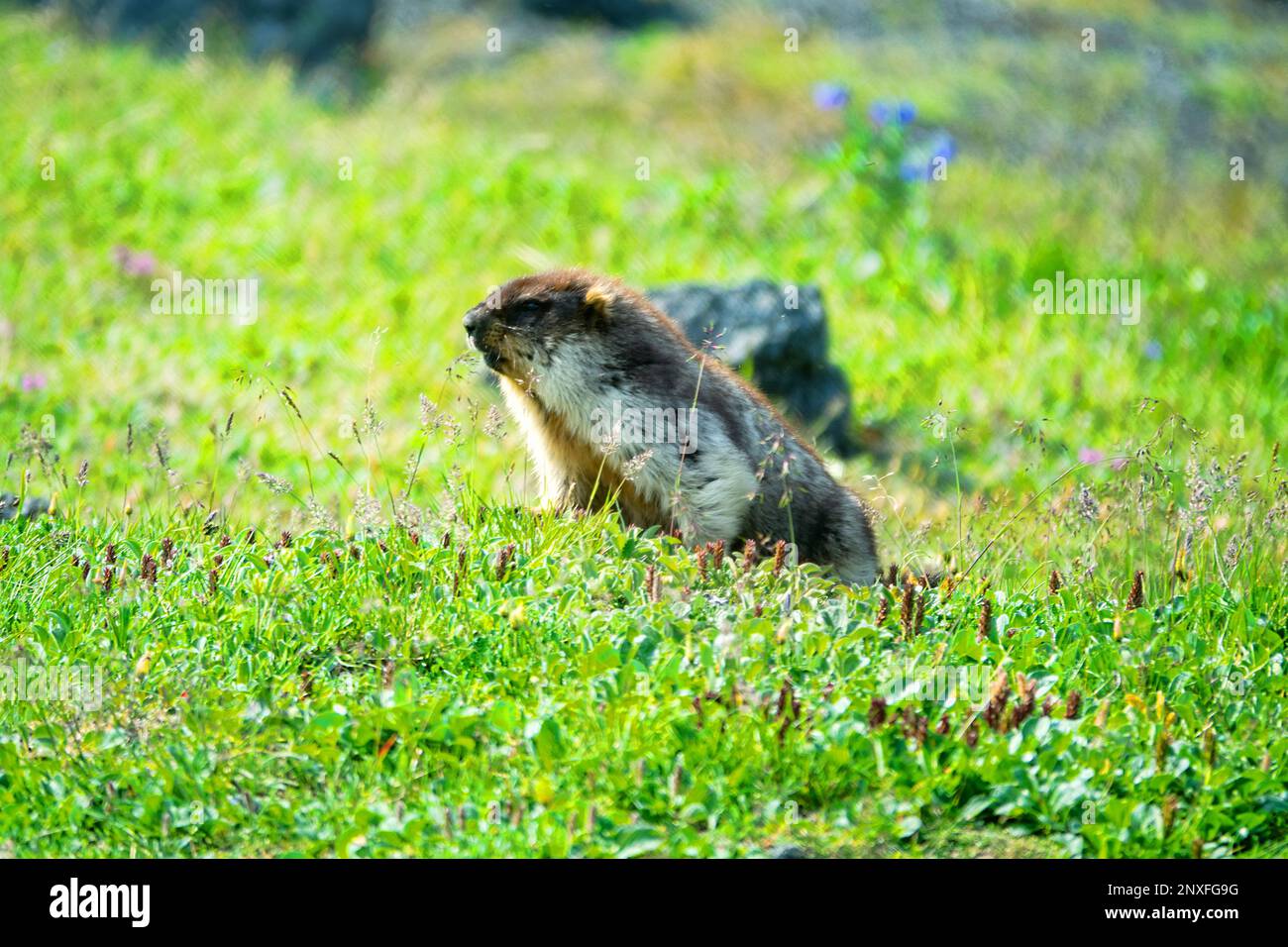 Black-capped marmot (Marmota camtschatica) in Kamchatka it lives on ...