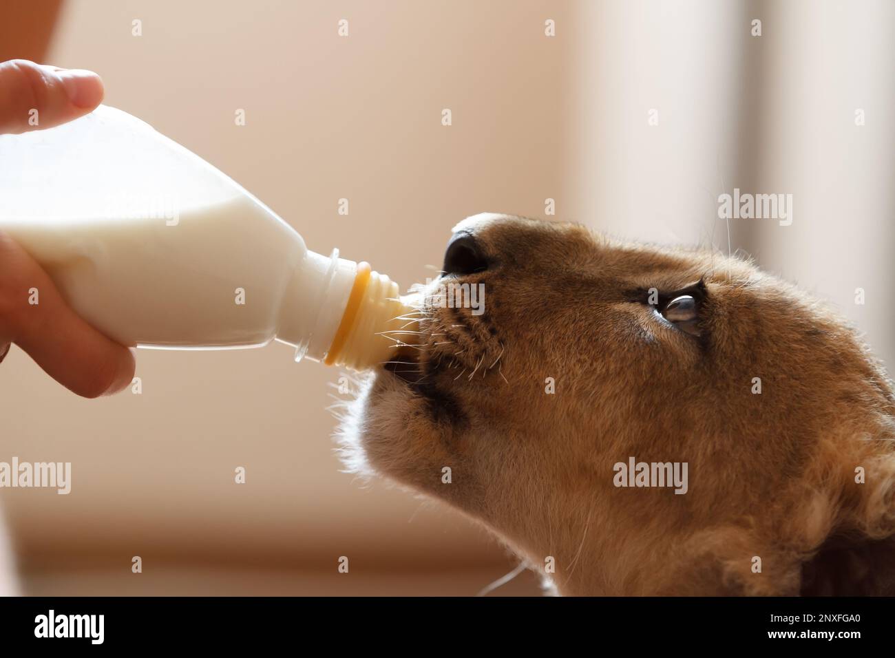 Lion cub drinks milk. Portrait of cute wild animal drinking from a ...
