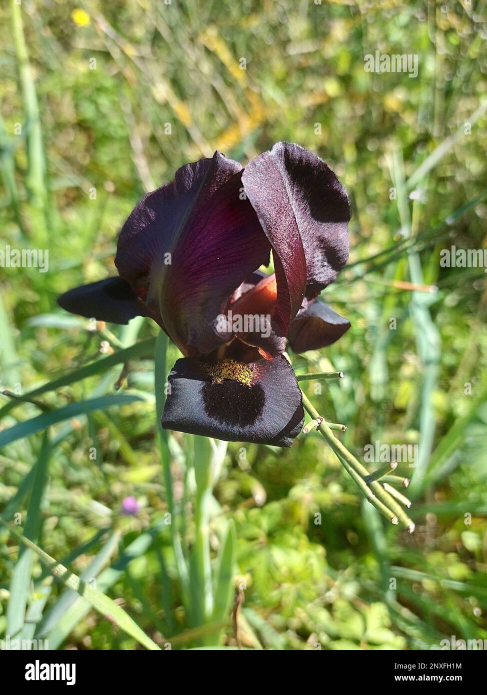 The crimson iris winter flower in Israel Stock Photo - Alamy