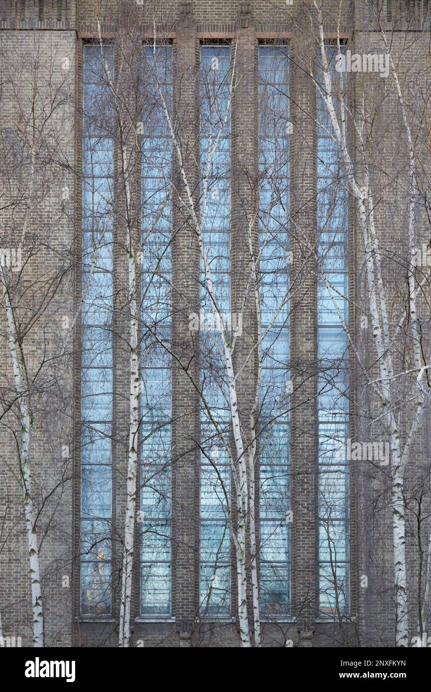 Silver Birch trees in front of Tate Modern window, London, England, GB ...