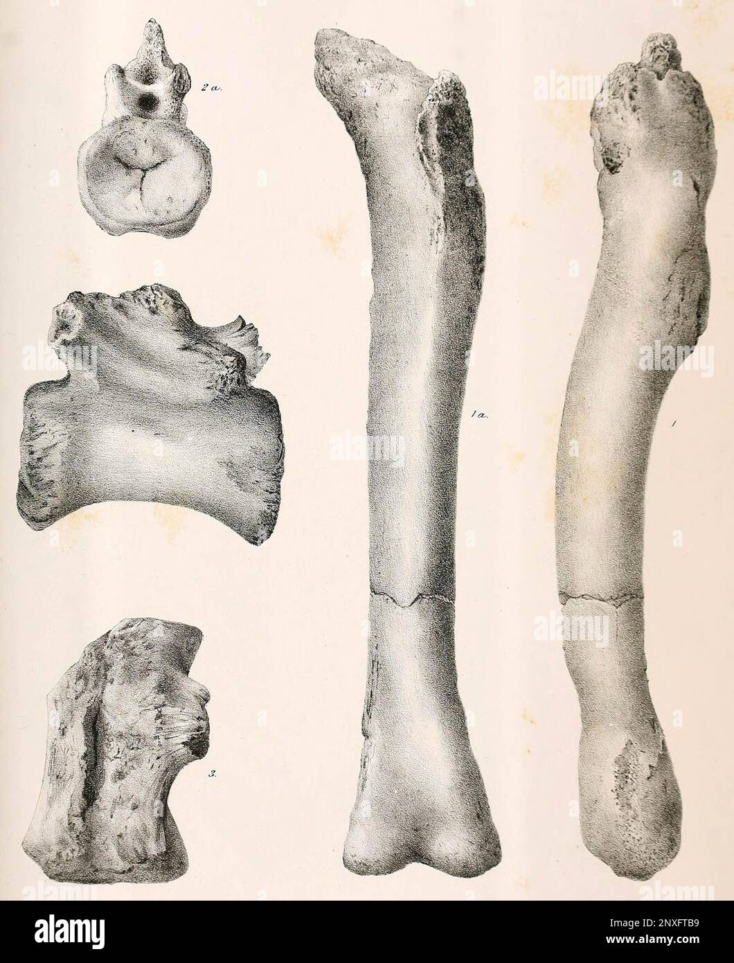 Laelaps hi-res stock photography and images - Alamy