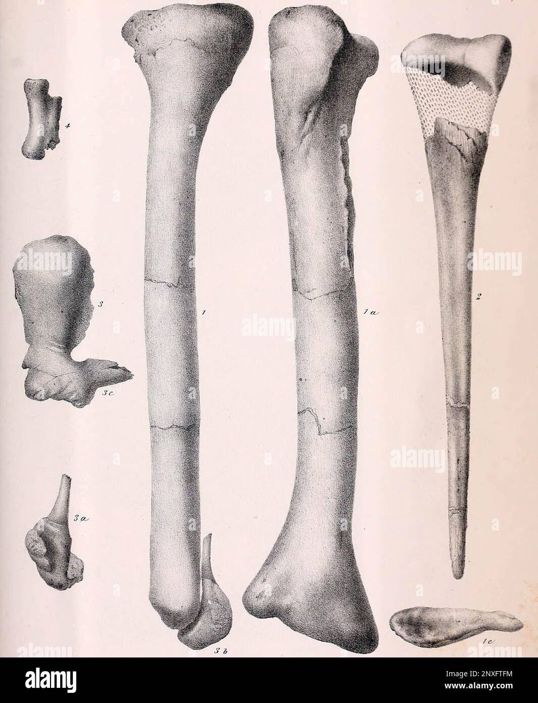 Fossil remains of Dryptosaurus/Laelaps Stock Photo - Alamy