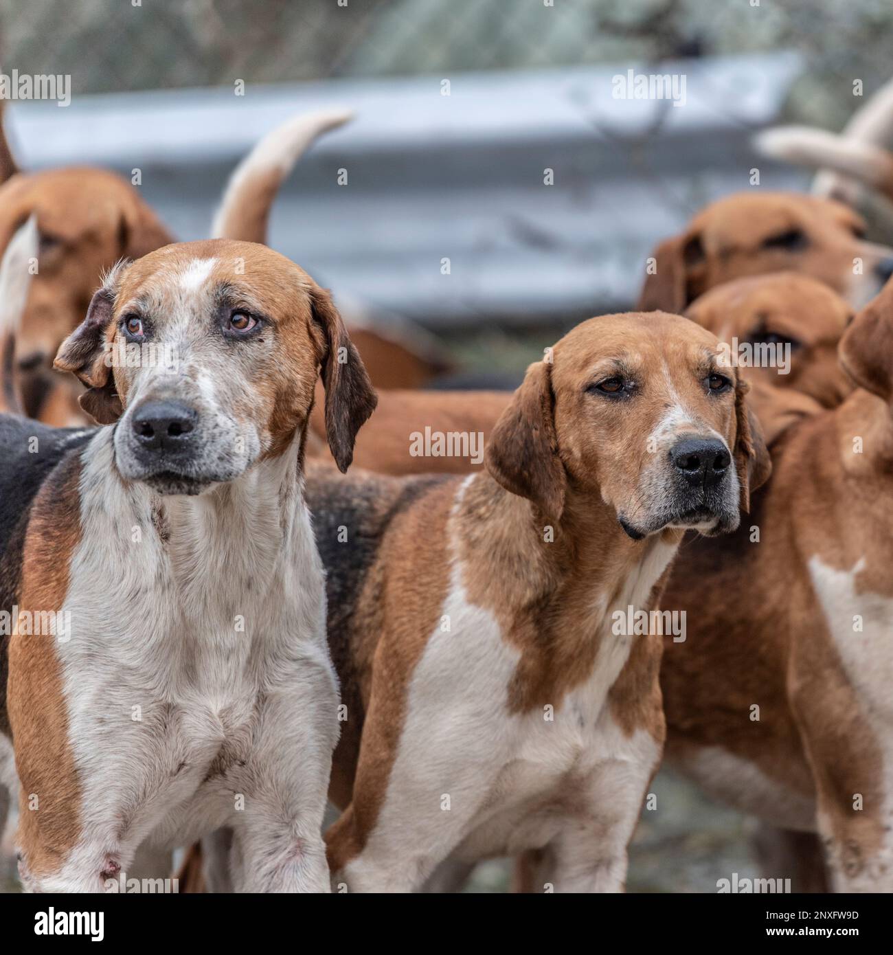 Old English Foxhounds Stock Photo - Alamy
