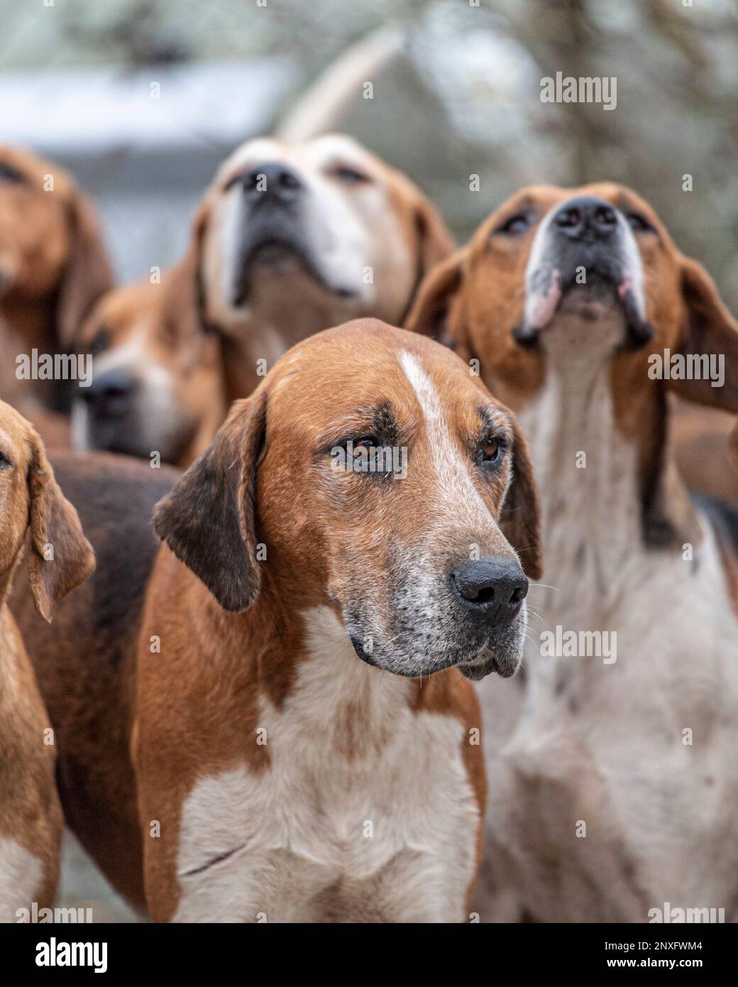 Old English Foxhounds Stock Photo - Alamy