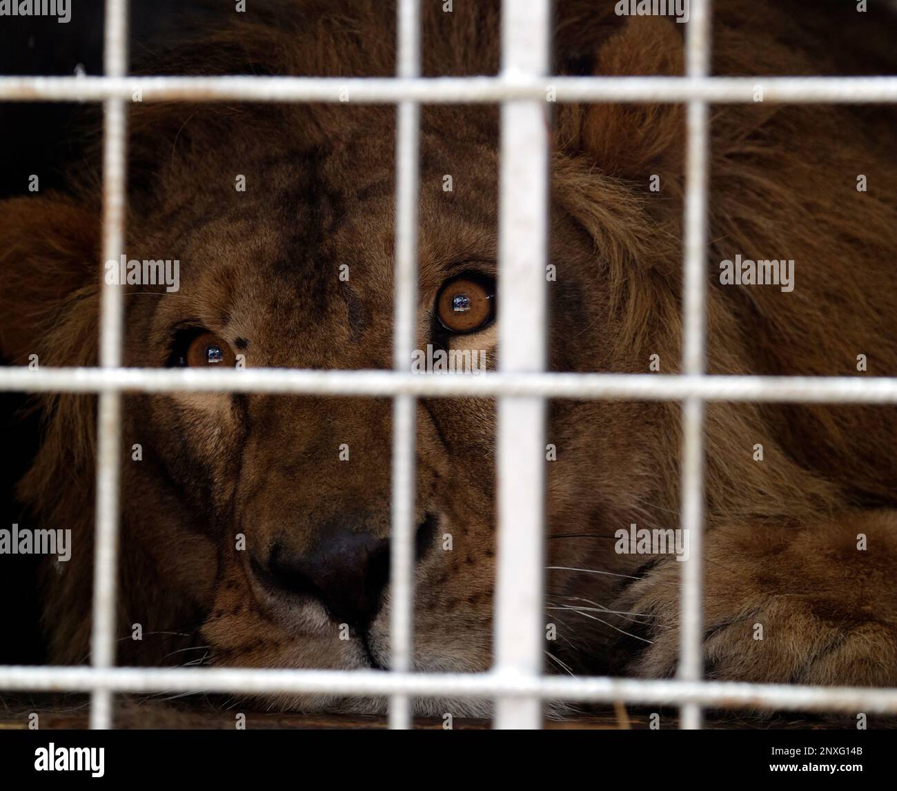 A lion named Saeed, who was rescued from Syria by the animal rights ...