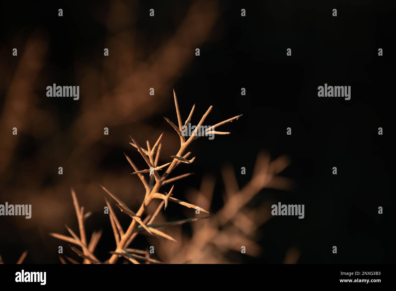 Black thorns hi-res stock photography and images - Alamy