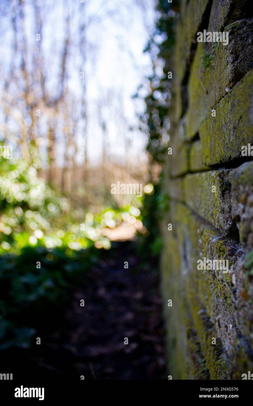 castle mossy bricks with a blurry green background a bit of sunlight ...