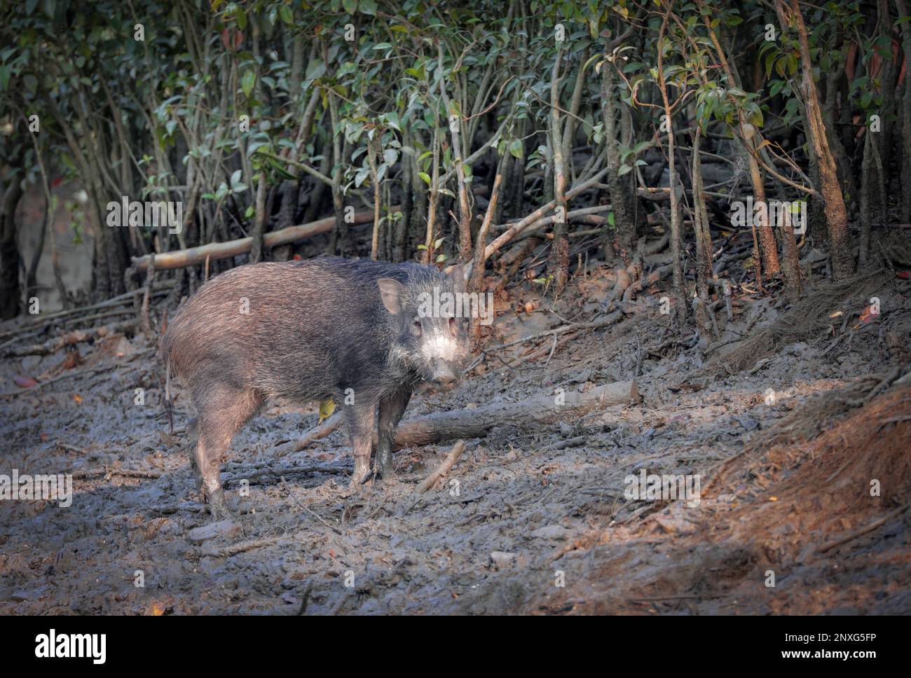 Wild Boar in Sundarbans.this photo was taken from Sundarbans National ...