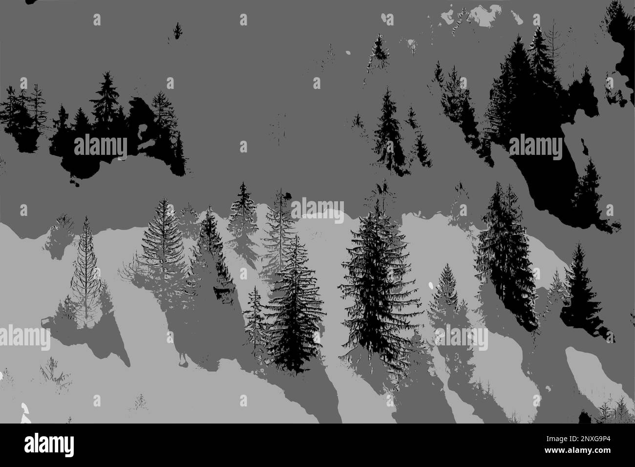 Authentic coniferous forest in the morning fog, black and white ...
