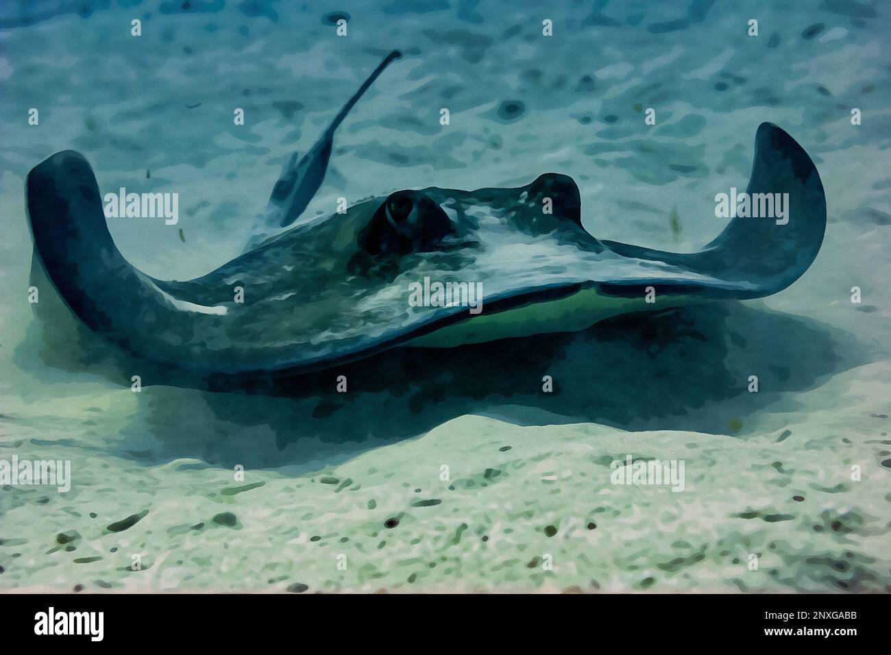 Digitally created watercolor painting of a common stingray flying ...