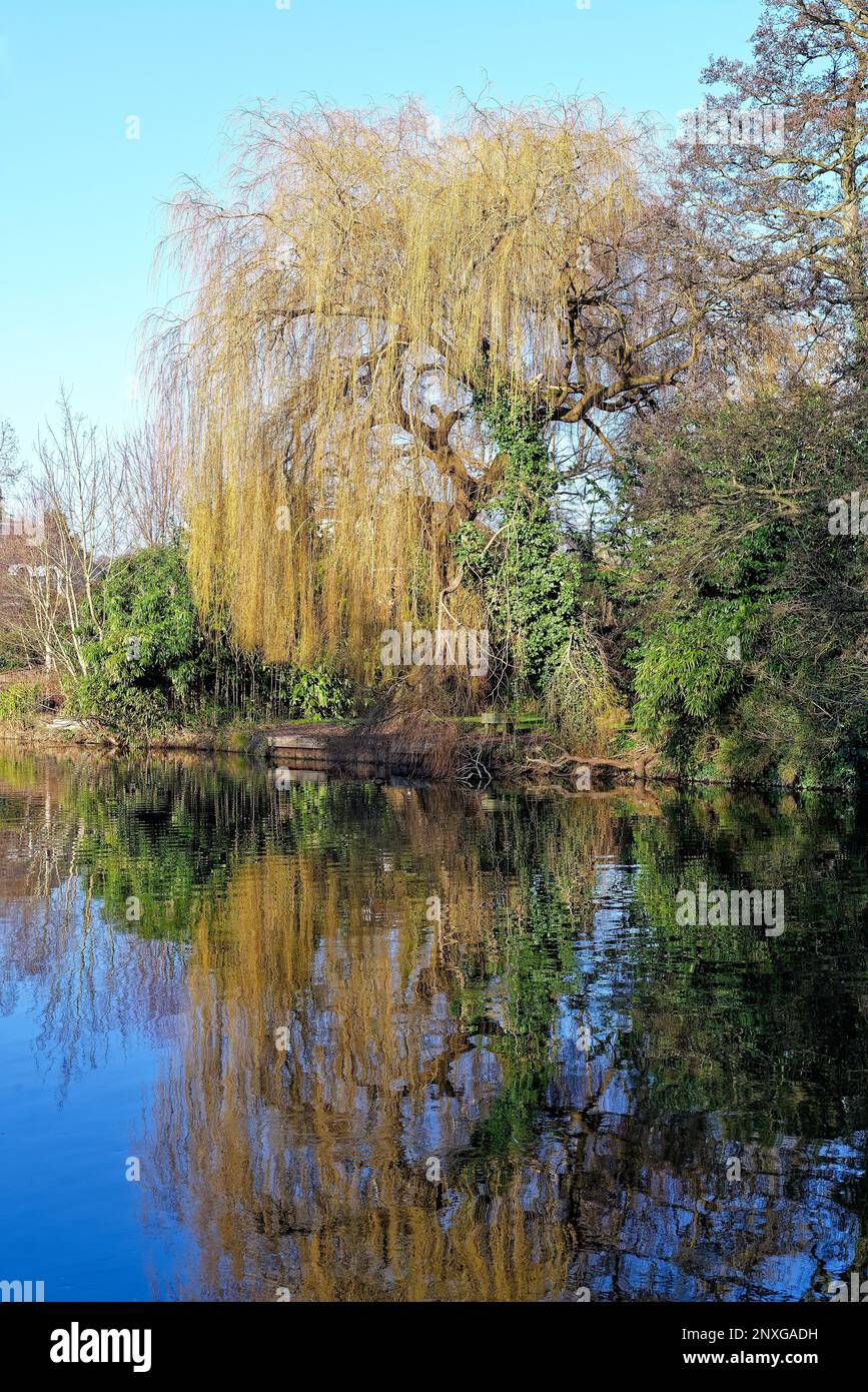 A weeping willow tree on a quiet backwater of the River Wey navigation ...