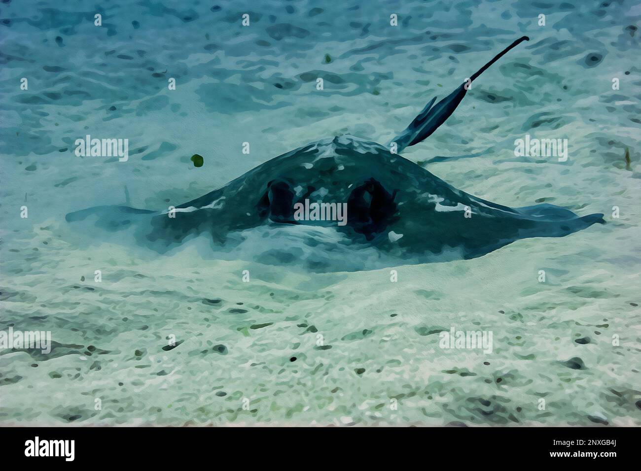 Digitally created watercolor painting of a common stingray swimming ...