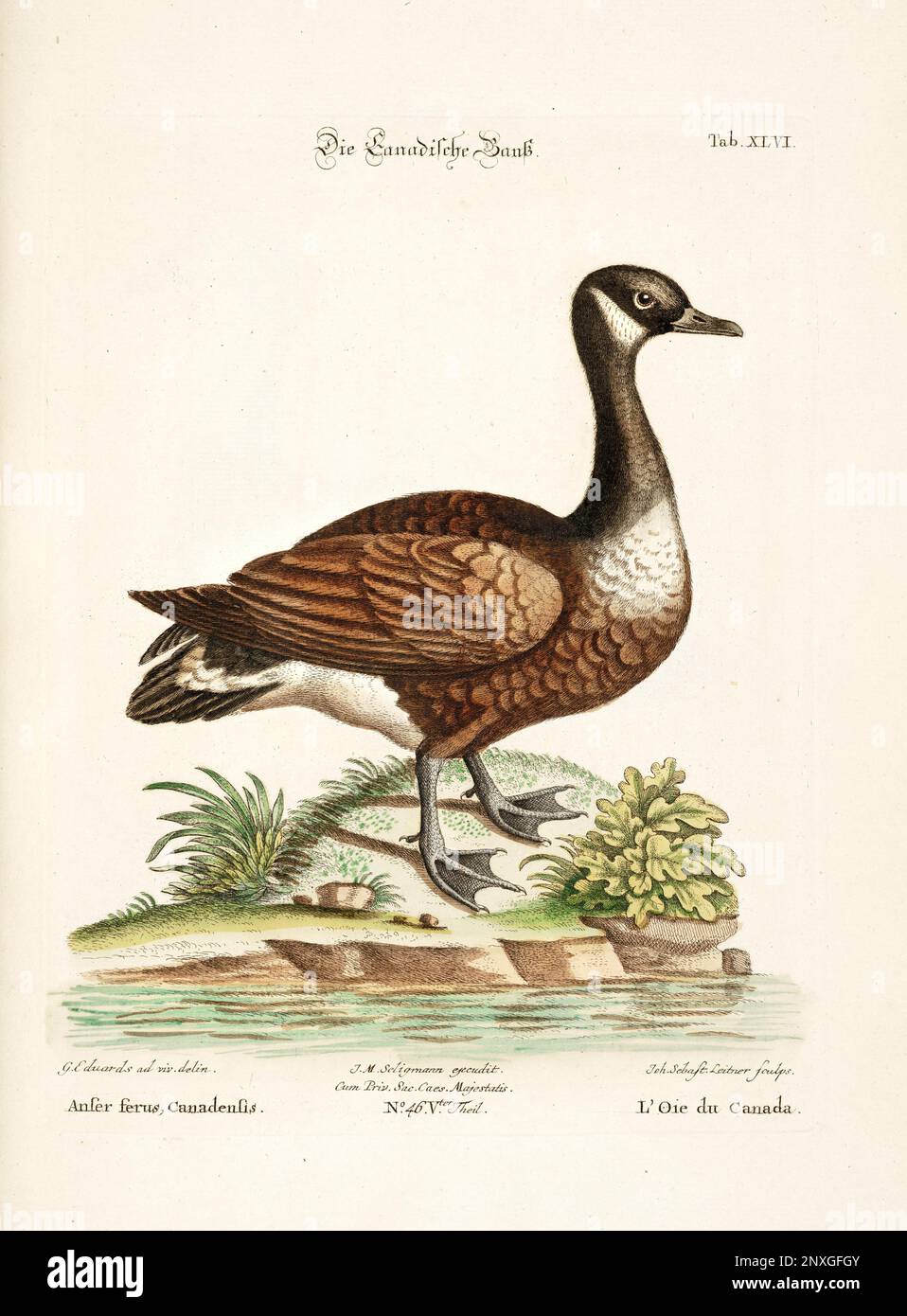 Bird illustration-The Goose-Antique plate of the dutch book: Collection ...