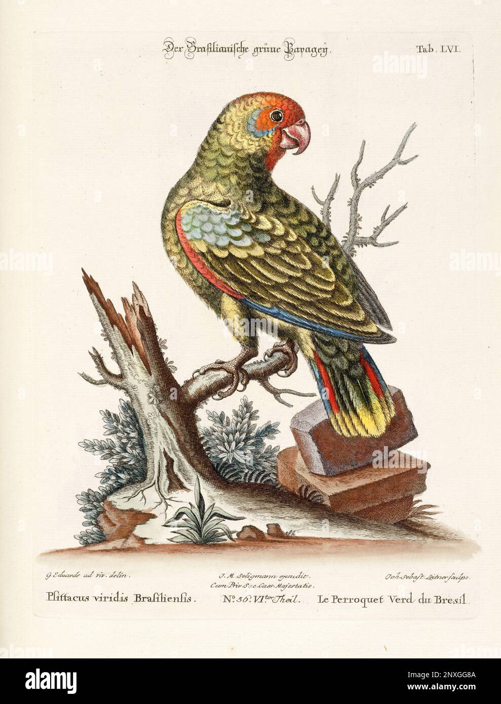 Bird illustration - Parrot - Antique plate of the dutch book ...