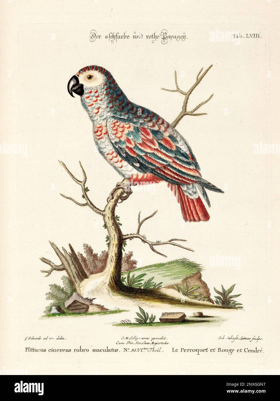 Bird illustration - Parrot - Antique plate of the dutch book ...