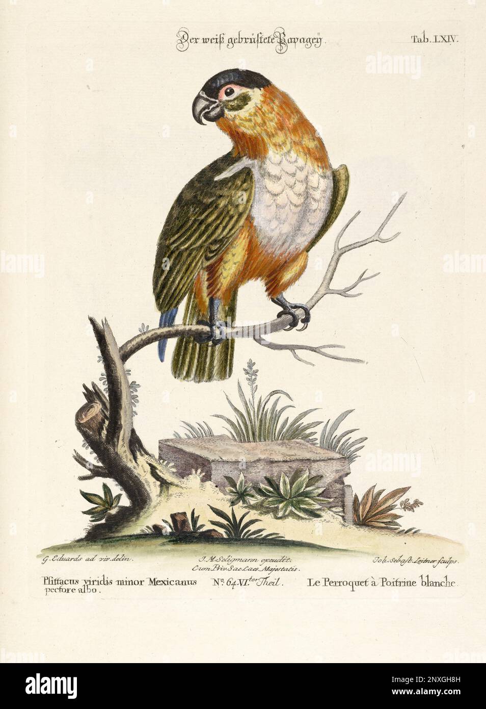 Bird illustration - Parrot - Antique plate of the dutch book ...