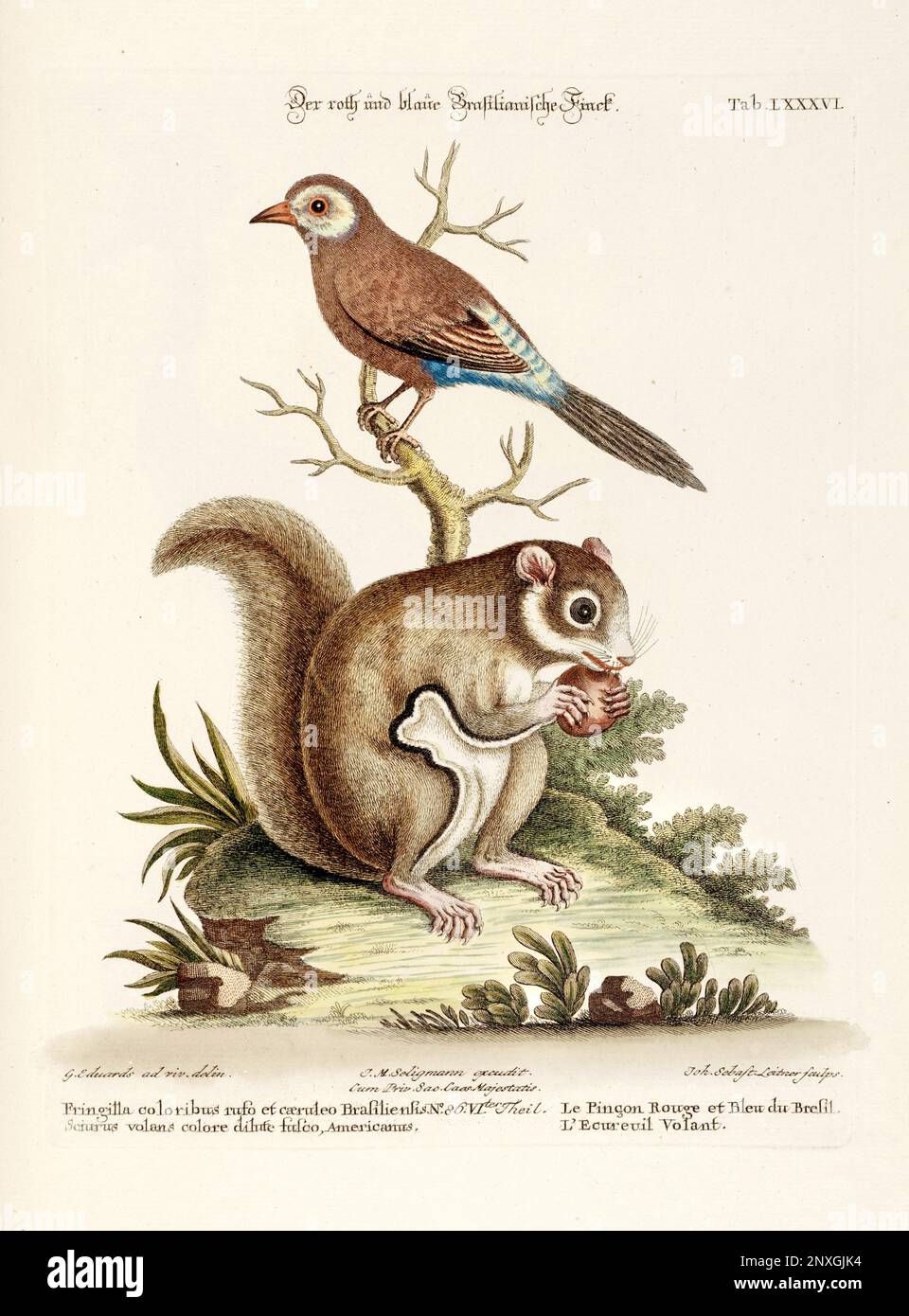 18th century bird illustration flying hi-res stock photography and ...